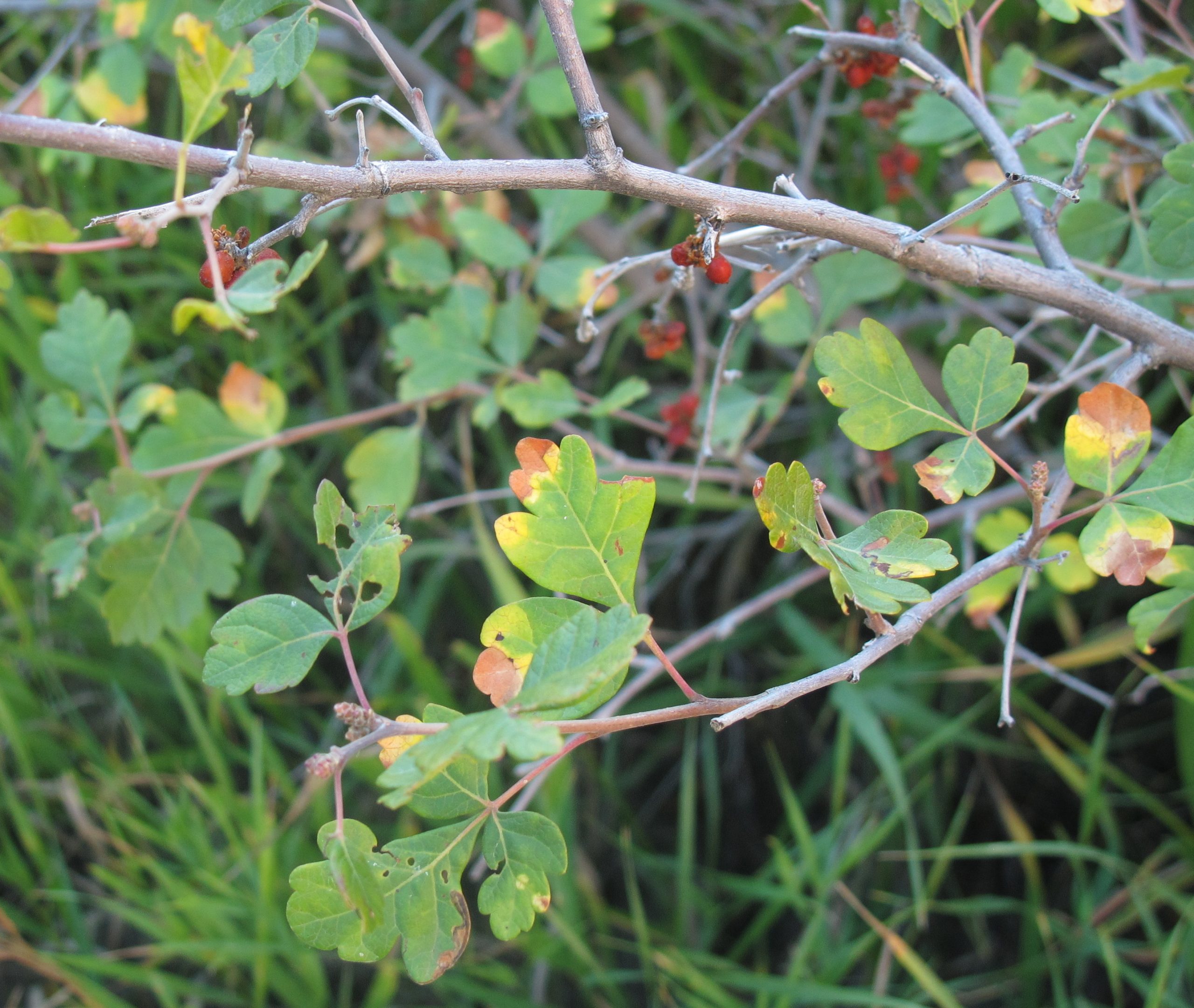 Skunkbush – AWES | Agroforestry and Woodlot Extension Society of Alberta