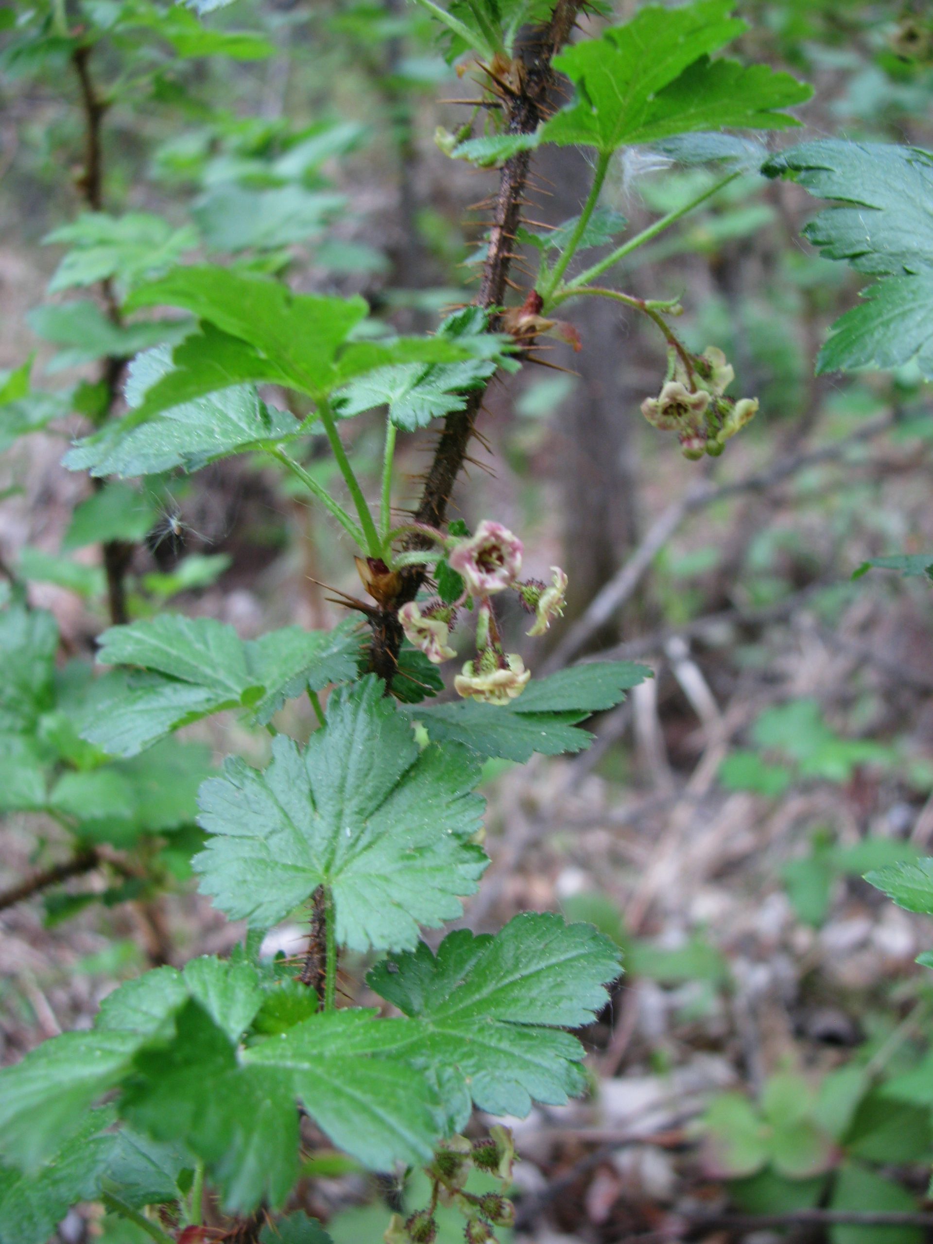 Bristly black currant – AWES | Agroforestry and Woodlot Extension ...