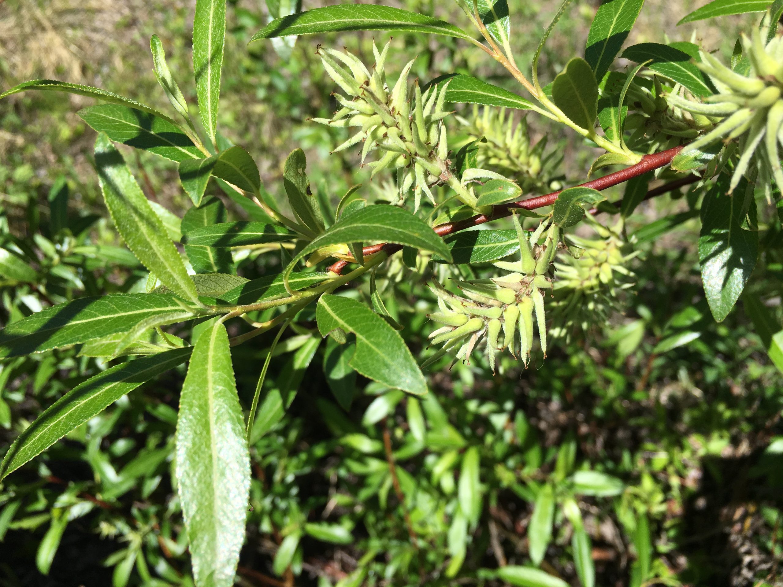 Diamond Leaf Willow Tundra