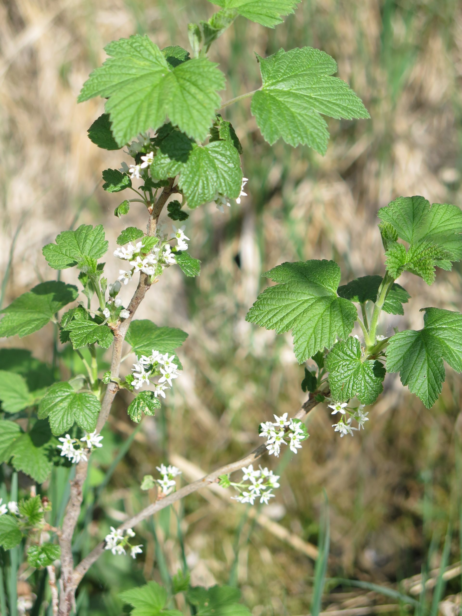Northern black currant – AWES | Agroforestry and Woodlot Extension ...