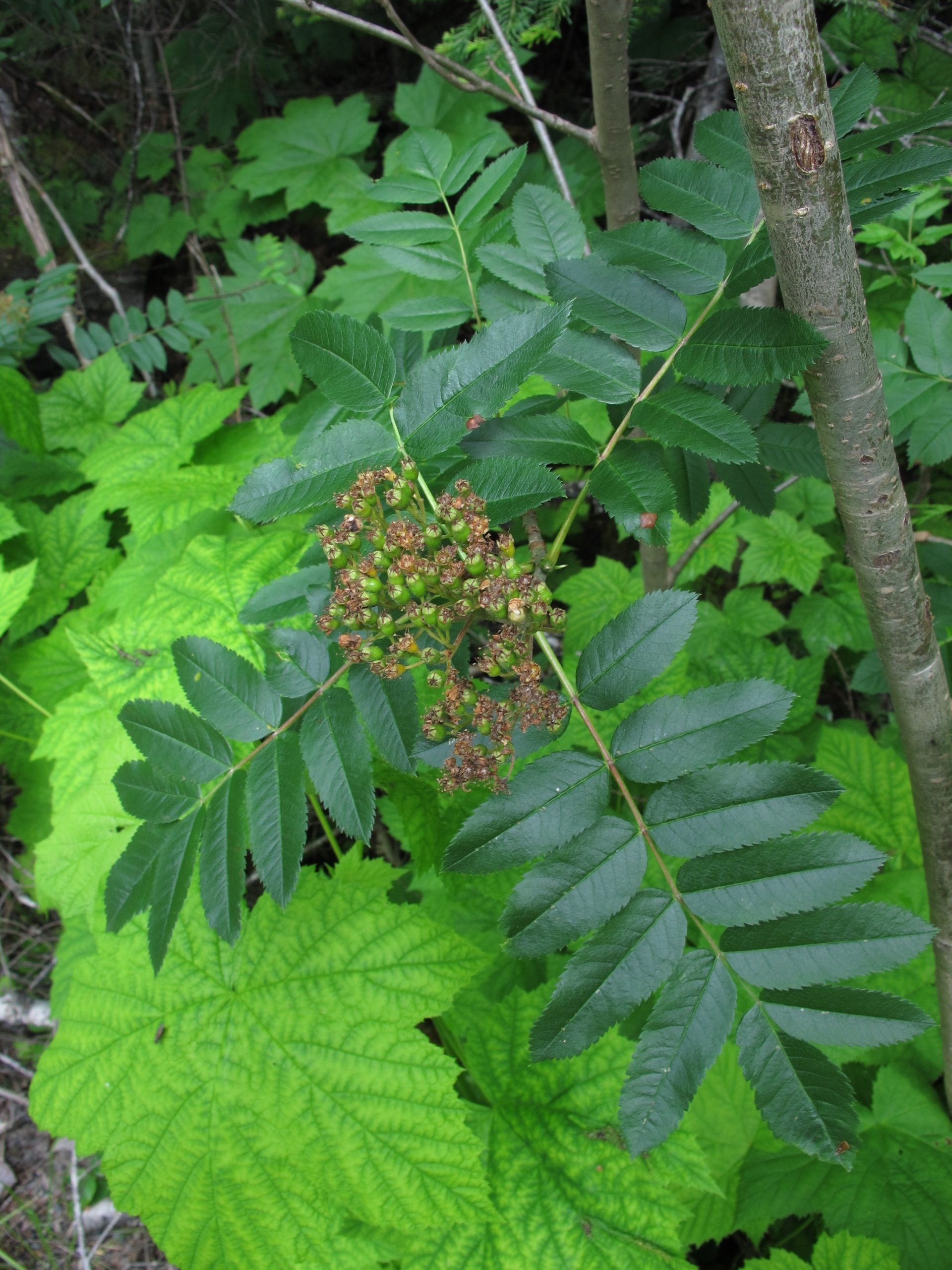 Western mountain-ash – AWES | Agroforestry and Woodlot Extension ...