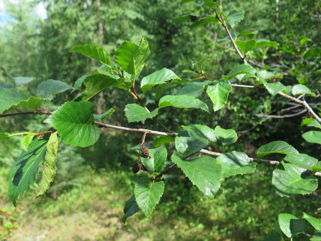 Green alder – AWES | Agroforestry and Woodlot Extension Society of Alberta