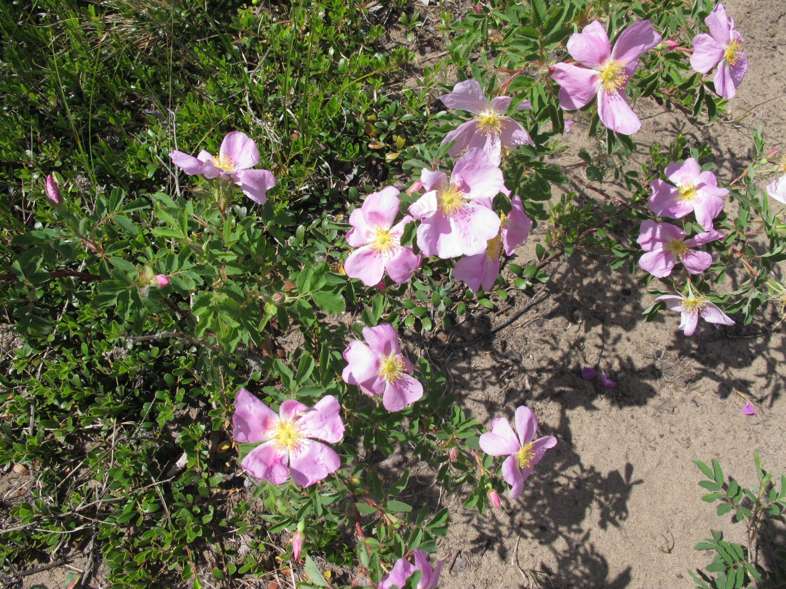 Wood’s rose – AWES | Agroforestry and Woodlot Extension Society of Alberta