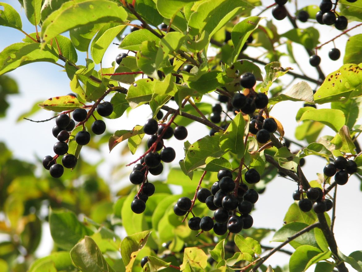Chokecherry – AWES | Agroforestry and Woodlot Extension Society of Alberta