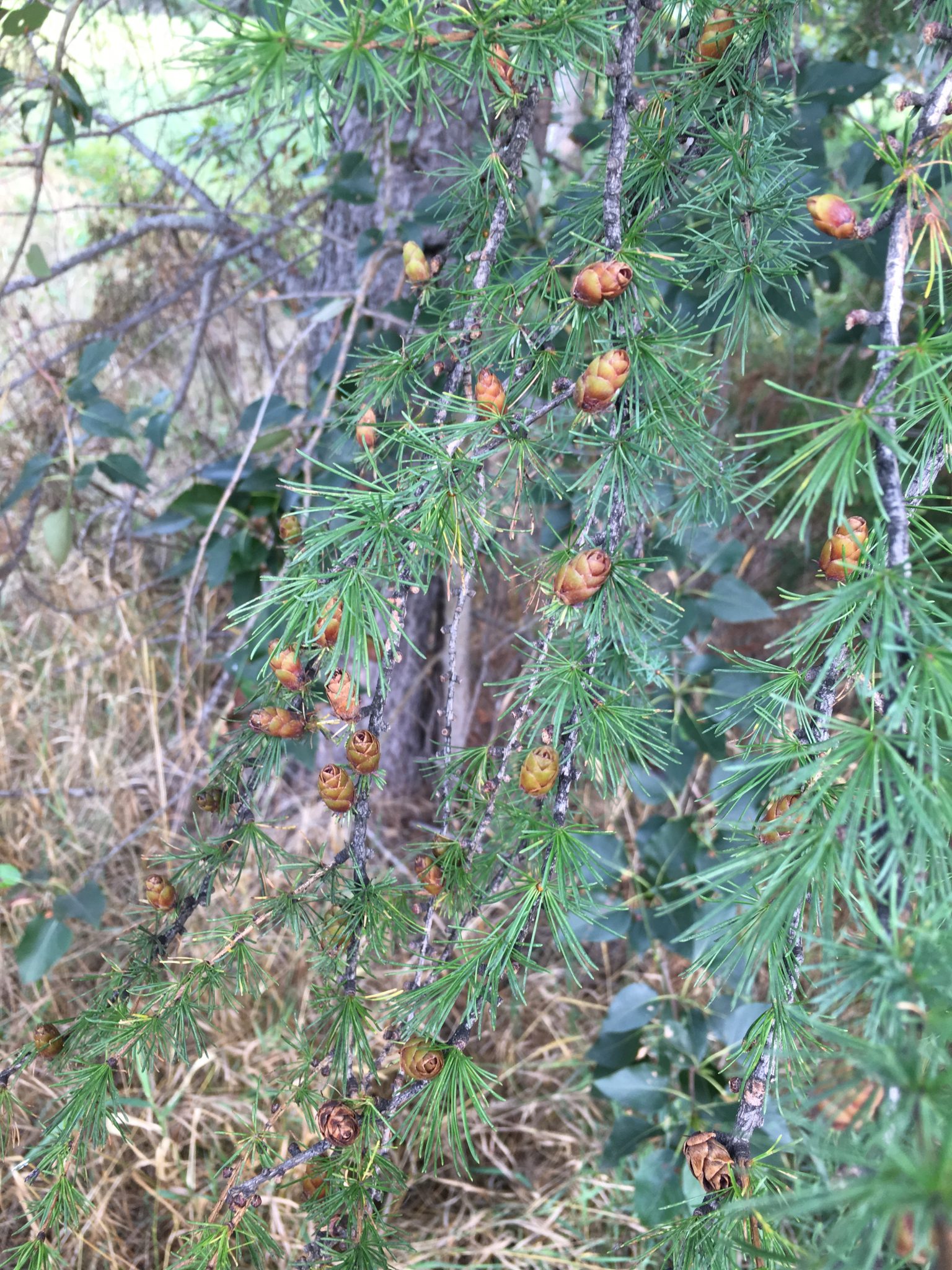 Tamarack – AWES | Agroforestry and Woodlot Extension Society of Alberta