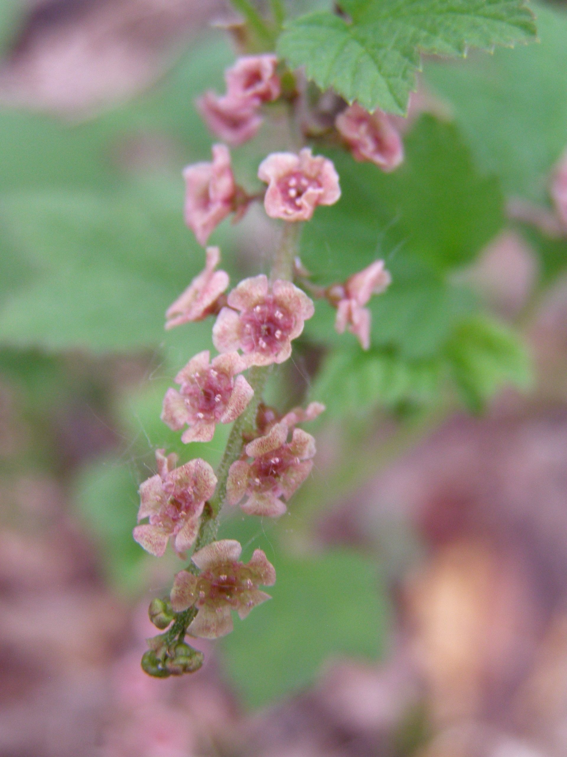 Wild red currant – AWES | Agroforestry and Woodlot Extension Society of ...