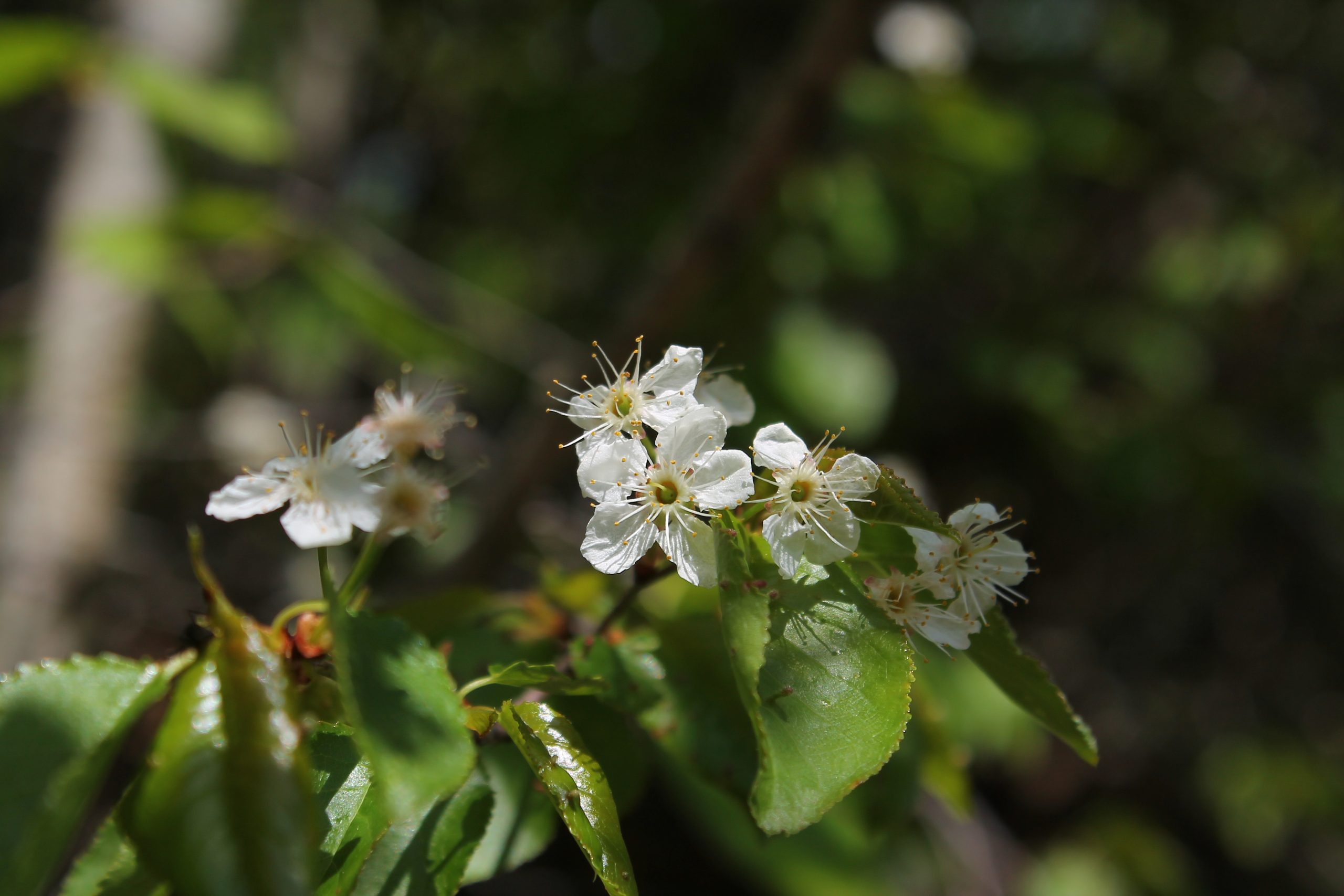 Pin cherry – AWES | Agroforestry and Woodlot Extension Society of Alberta