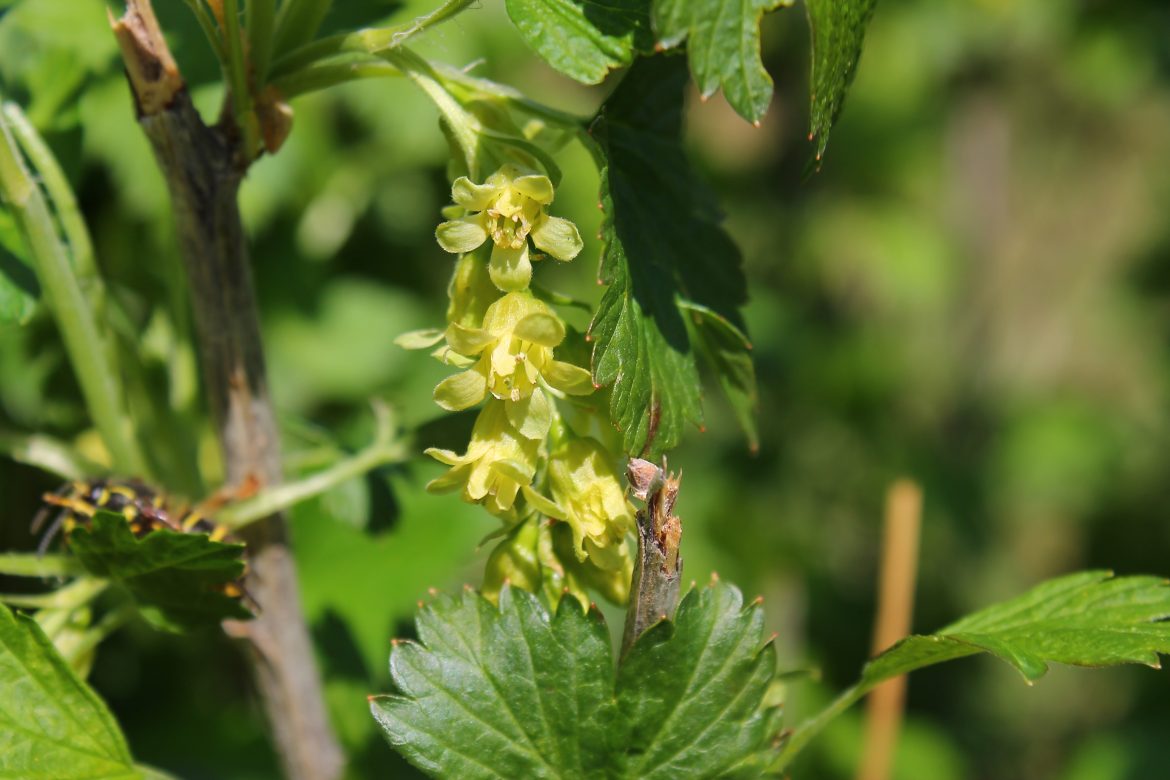 Wild black currant – AWES | Agroforestry and Woodlot Extension Society ...