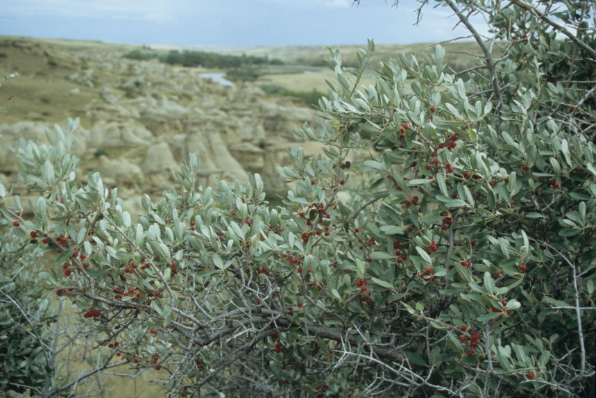 Silver buffaloberry – AWES | Agroforestry and Woodlot Extension Society ...
