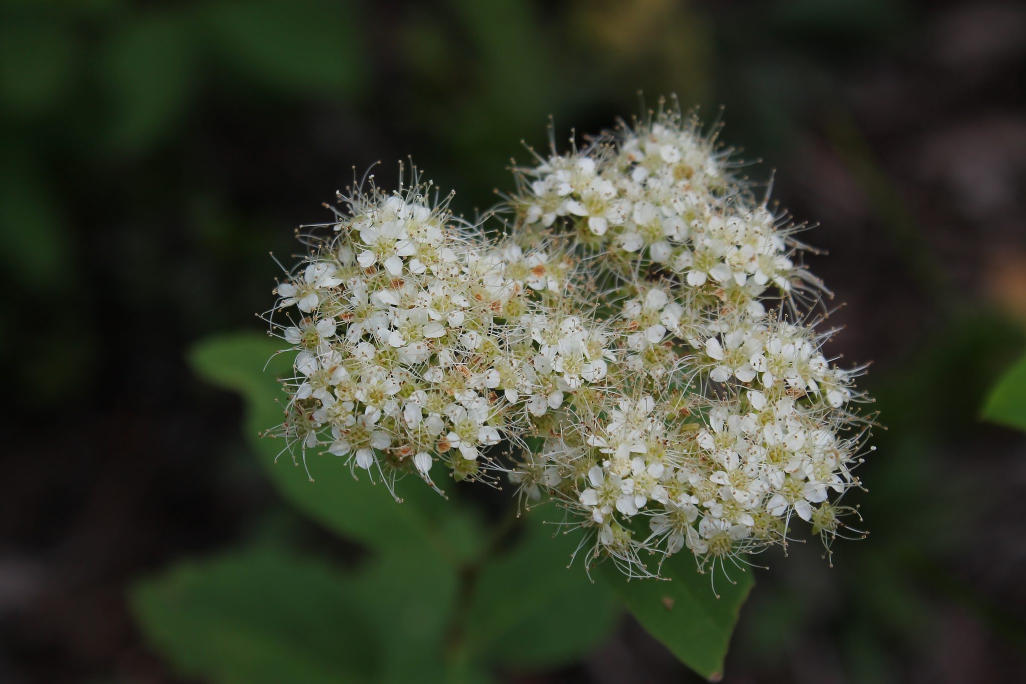 White meadowsweet – AWES | Agroforestry and Woodlot Extension Society ...