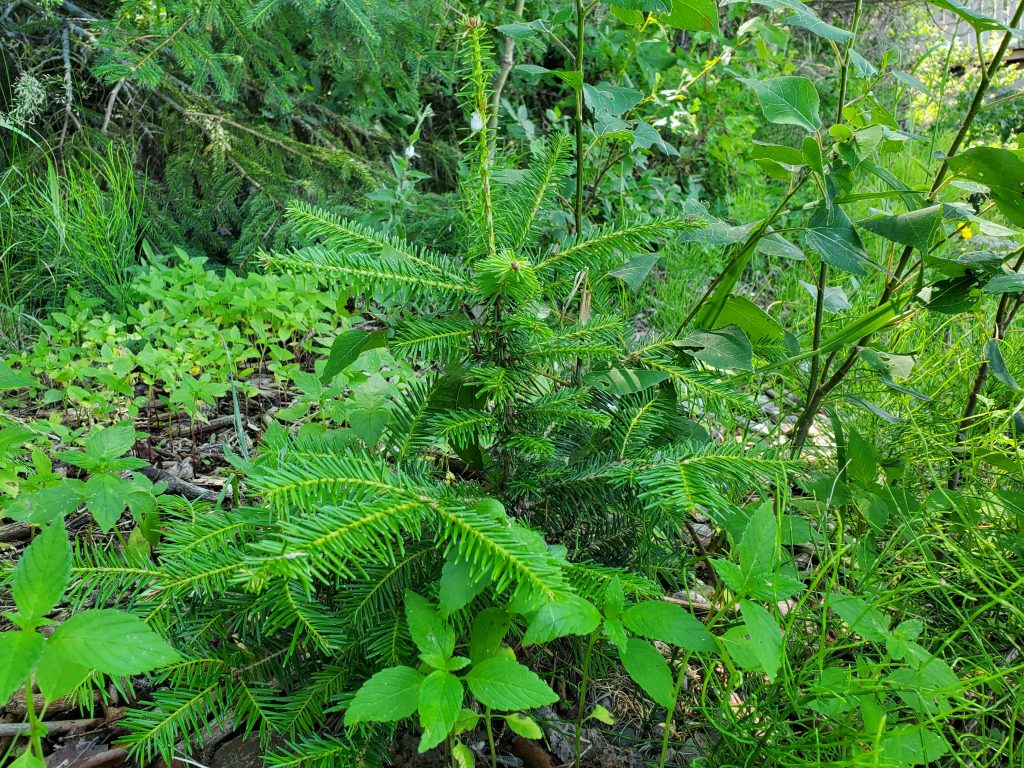 Balsam fir – AWES | Agroforestry and Woodlot Extension Society of Alberta