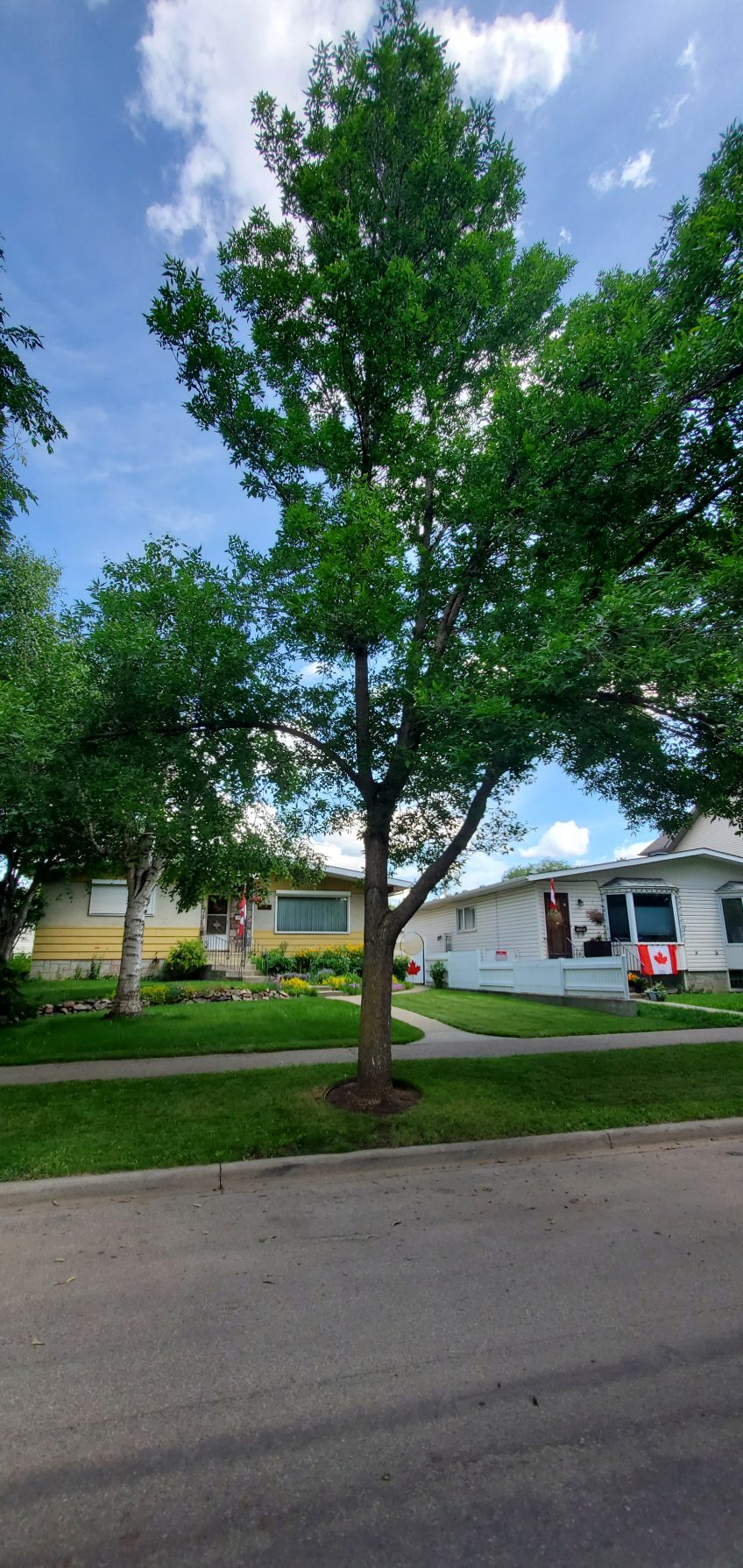 Green ash – AWES | Agroforestry and Woodlot Extension Society of Alberta