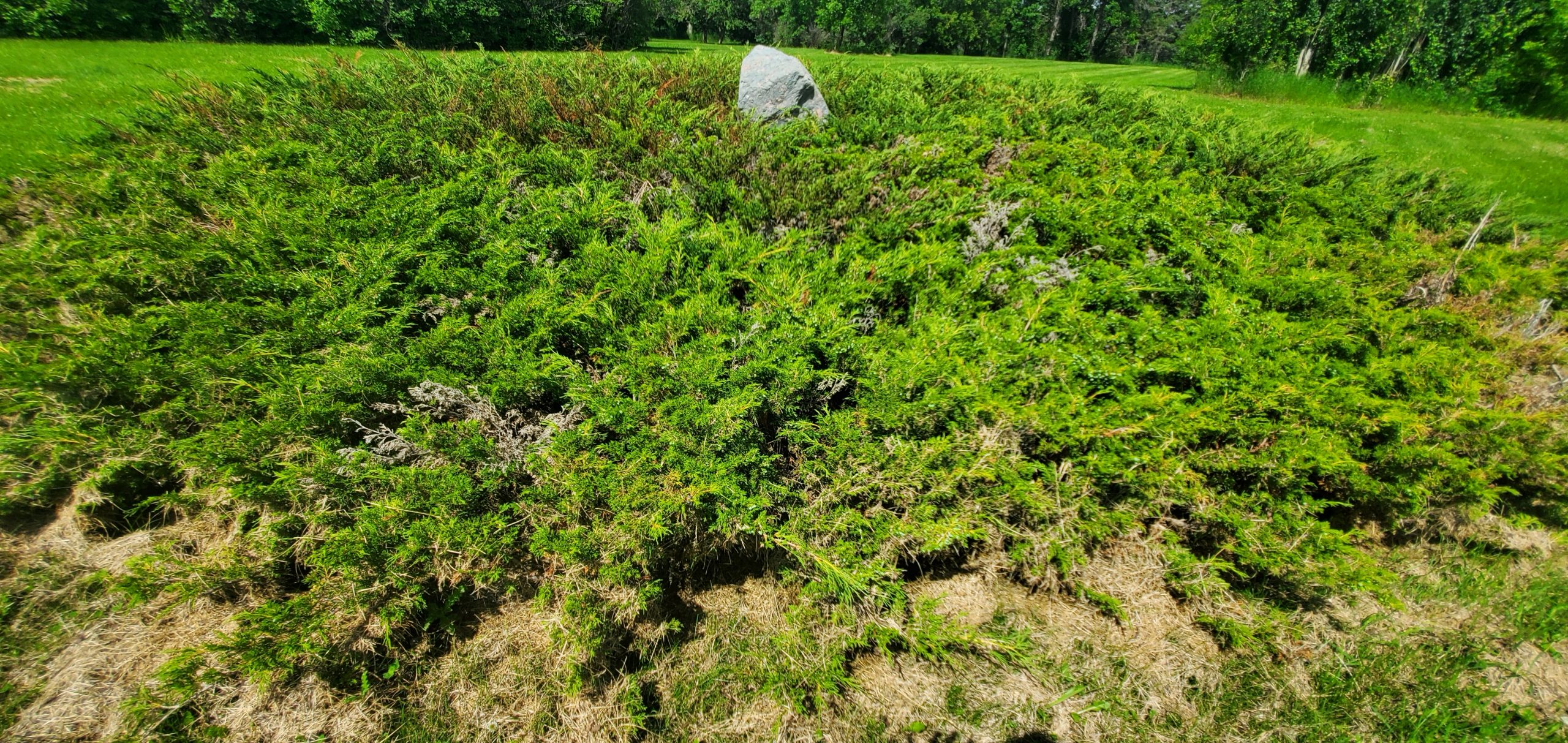 Ground juniper – AWES | Agroforestry and Woodlot Extension Society of ...
