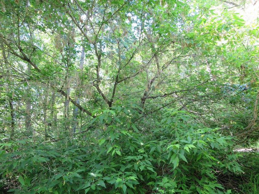 Manitoba maple – AWES | Agroforestry and Woodlot Extension Society of ...