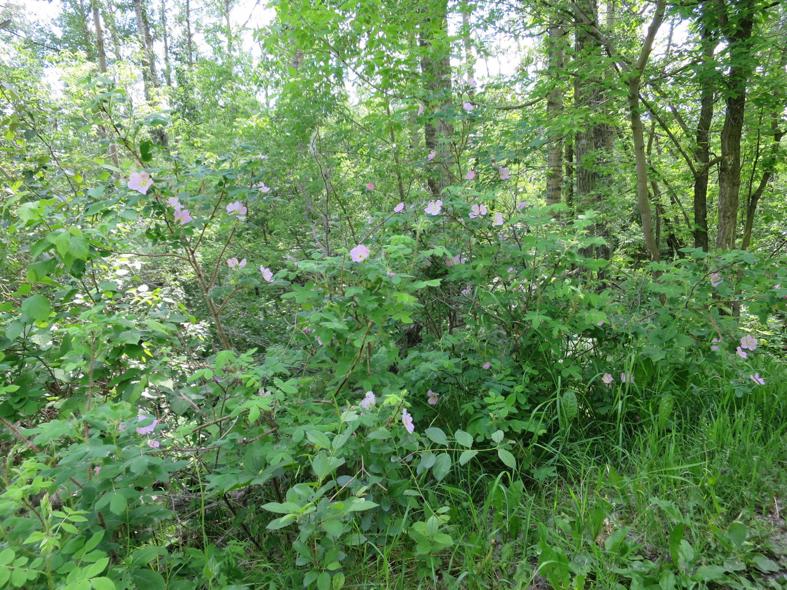 Prickly rose – AWES | Agroforestry and Woodlot Extension Society of Alberta