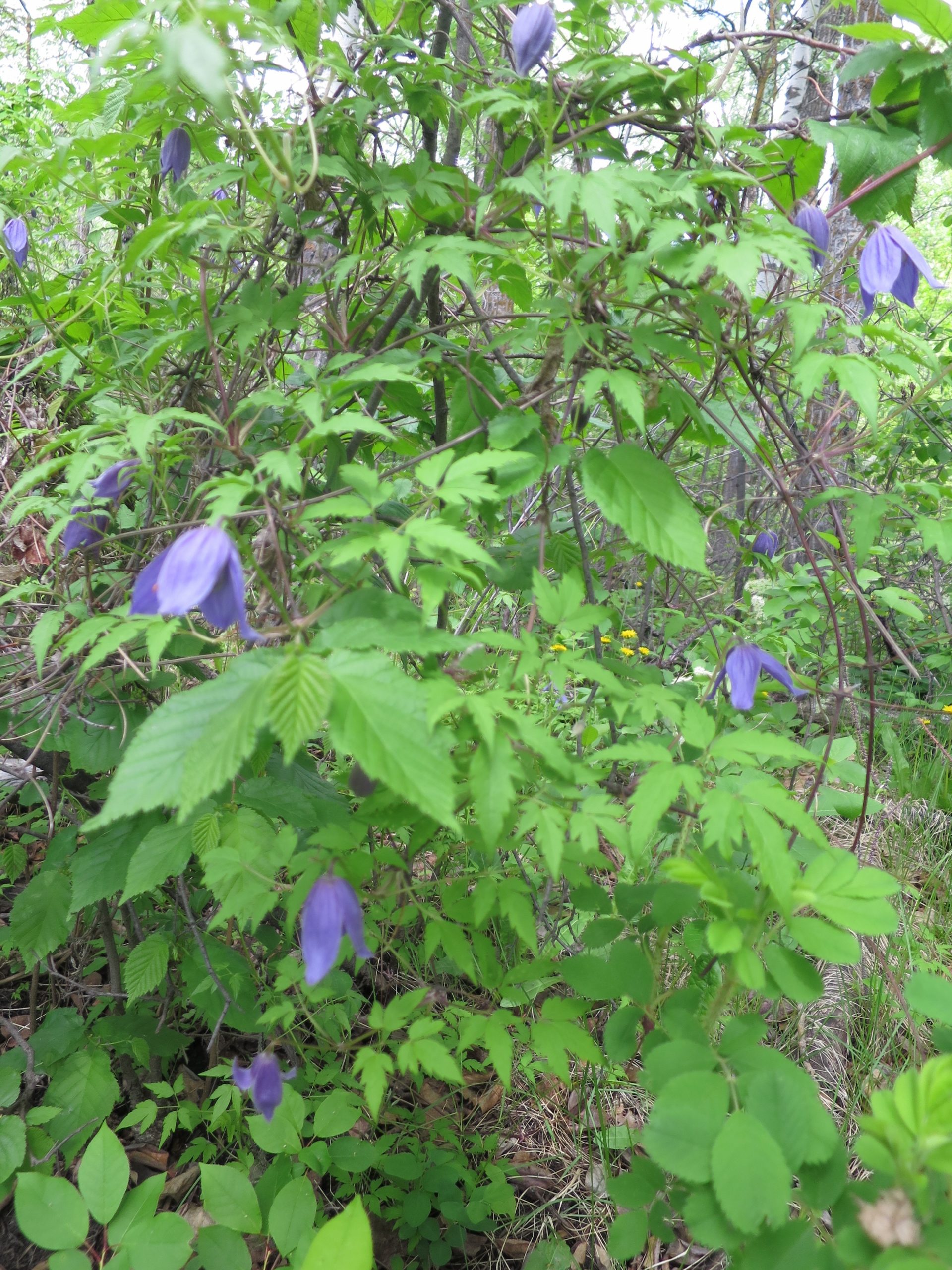 Wild Purple Clematis