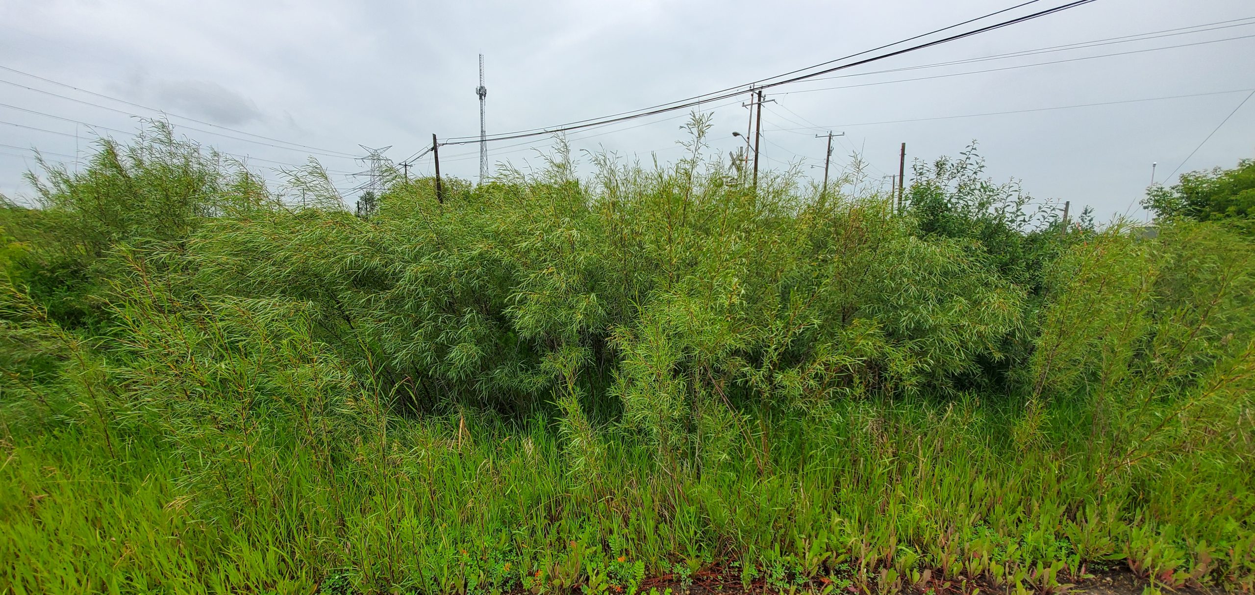 Sandbar willow – AWES | Agroforestry and Woodlot Extension Society of ...