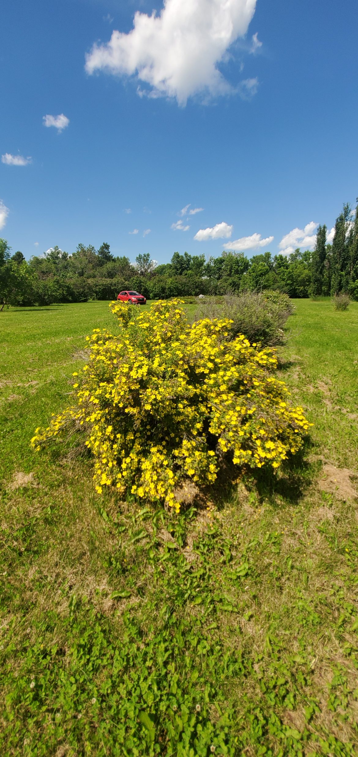 Shrubby cinquefoil – AWES | Agroforestry and Woodlot Extension Society ...