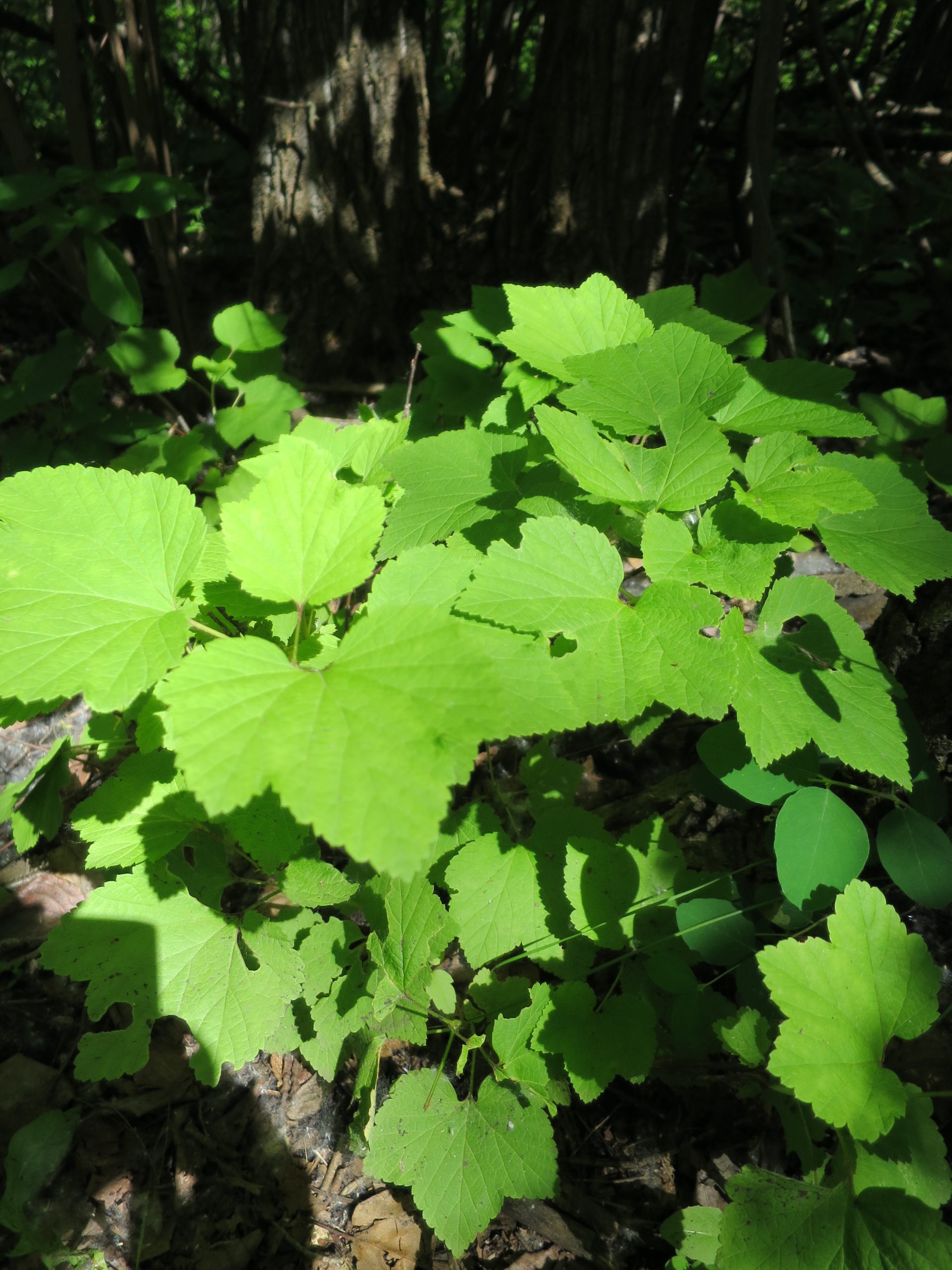 Skunk currant – AWES | Agroforestry and Woodlot Extension Society of ...