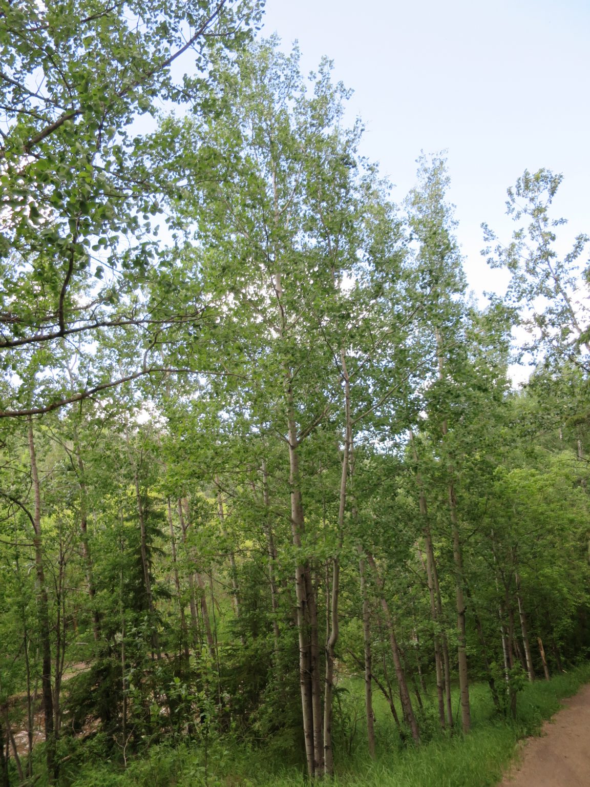 Trembling aspen – AWES | Agroforestry and Woodlot Extension Society of ...