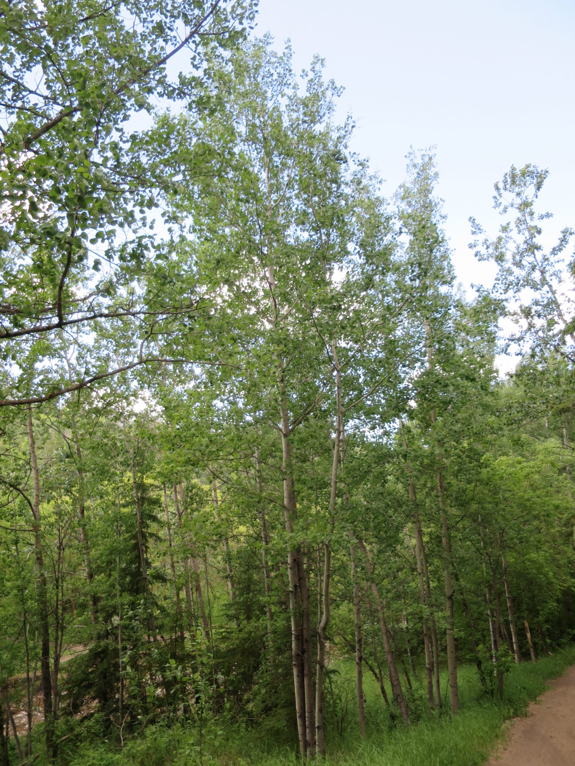 Trembling aspen – AWES | Agroforestry and Woodlot Extension Society of ...