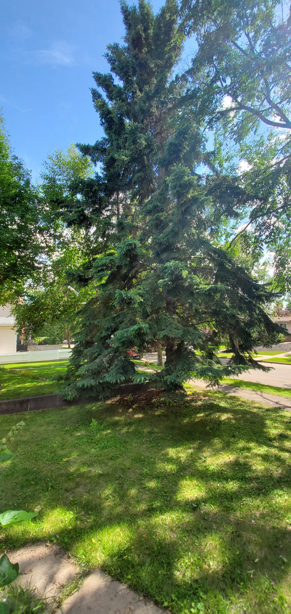 White spruce – AWES | Agroforestry and Woodlot Extension Society of Alberta