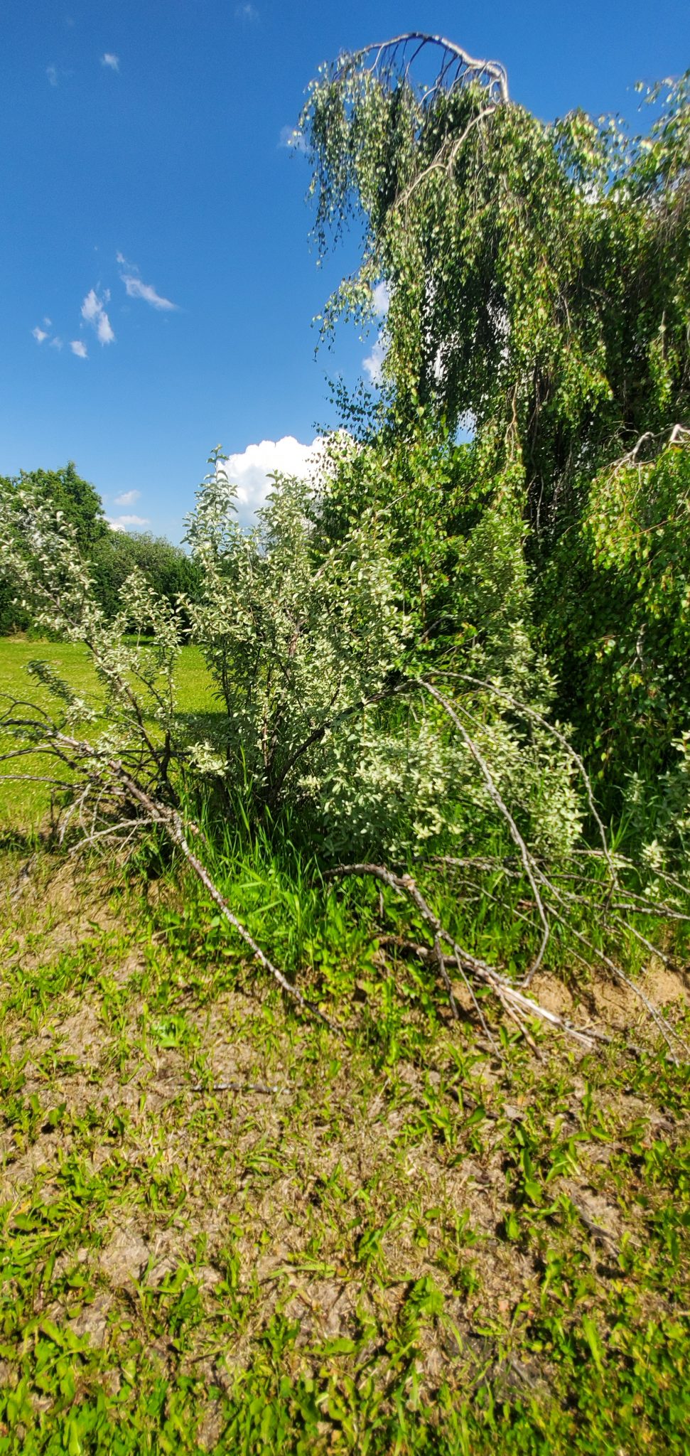 Wolf willow – AWES | Agroforestry and Woodlot Extension Society of Alberta