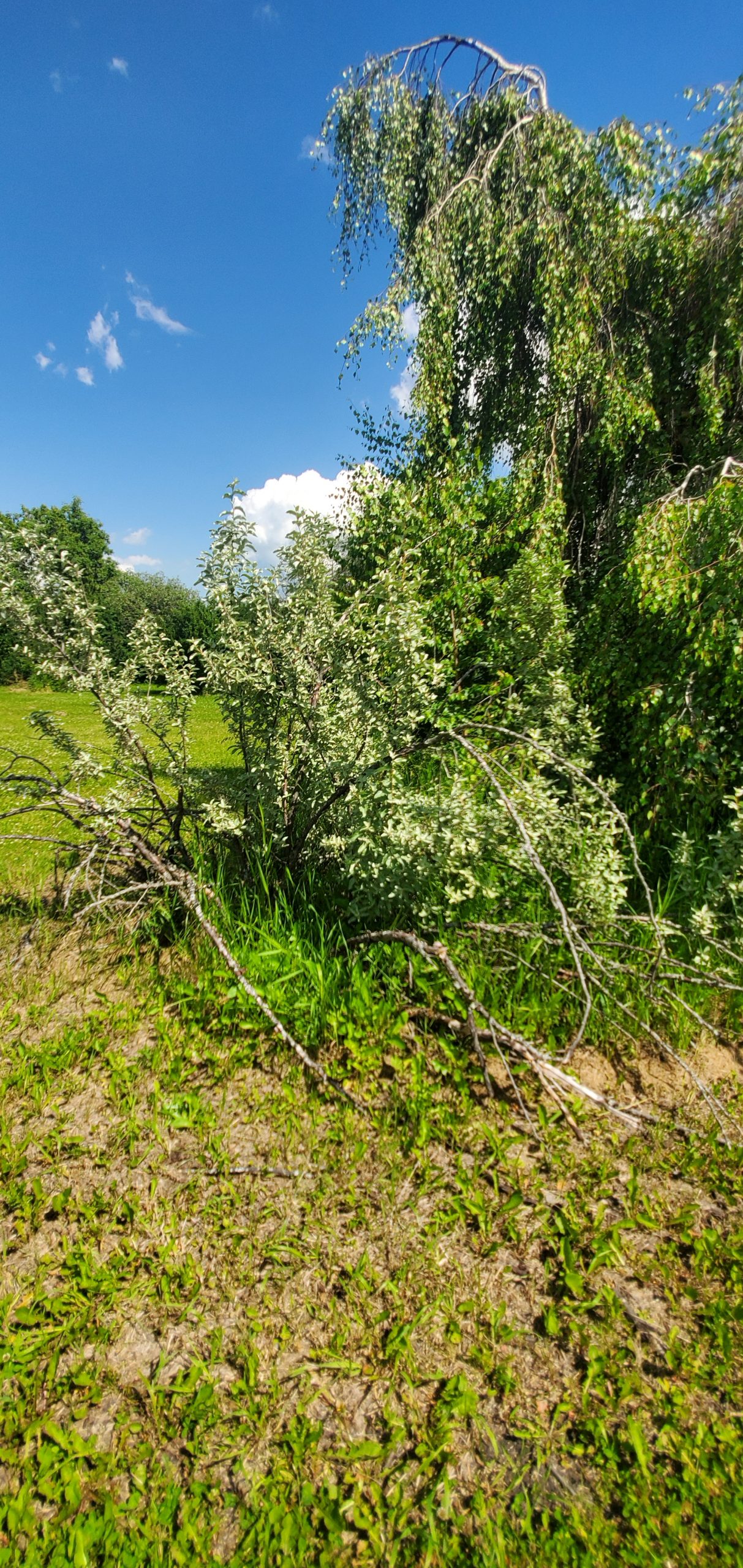 Wolf willow – AWES | Agroforestry and Woodlot Extension Society of Alberta