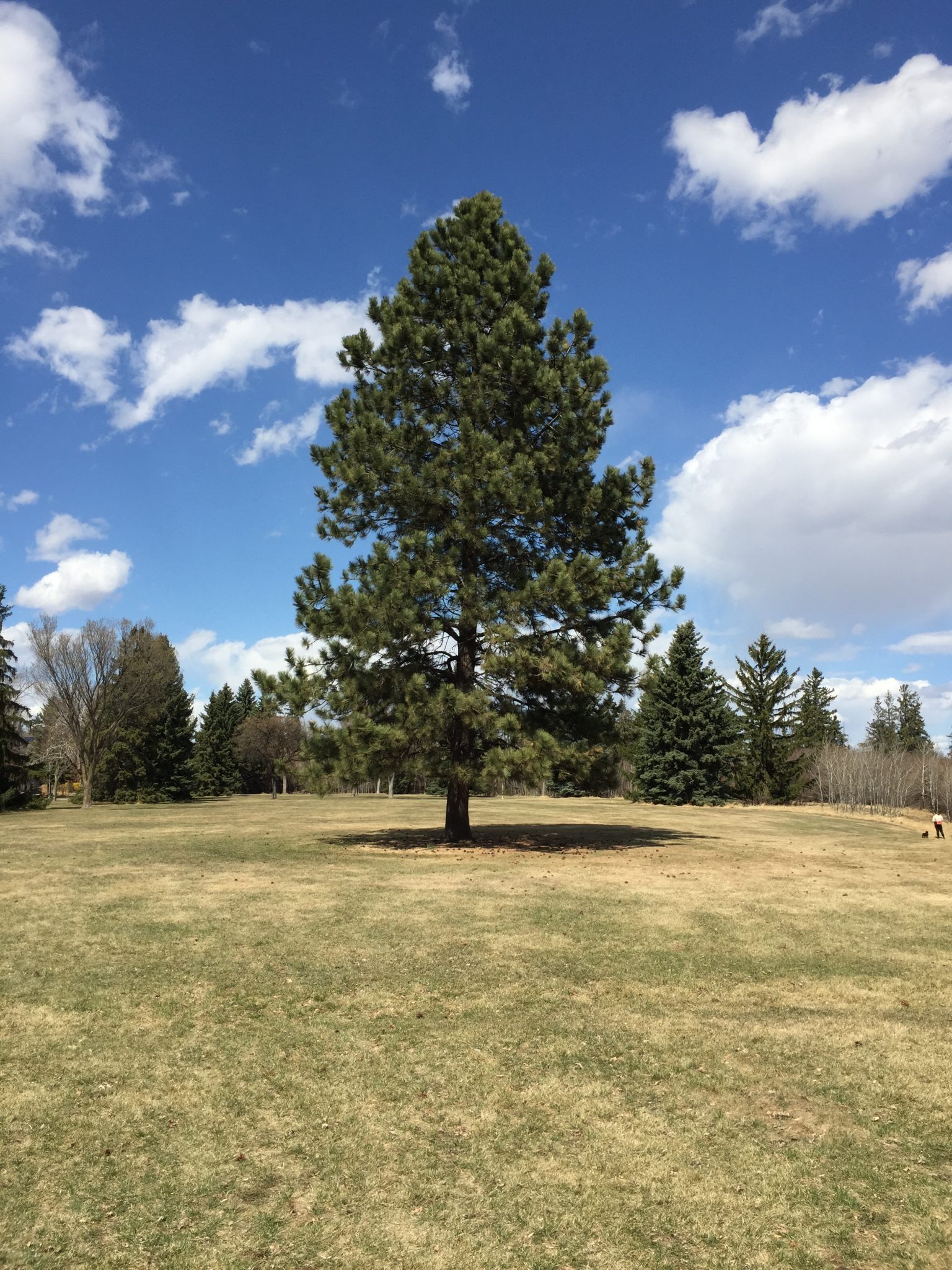Ponderosa Pine: The tree you’ll be pining over… – AWES | Agroforestry ...