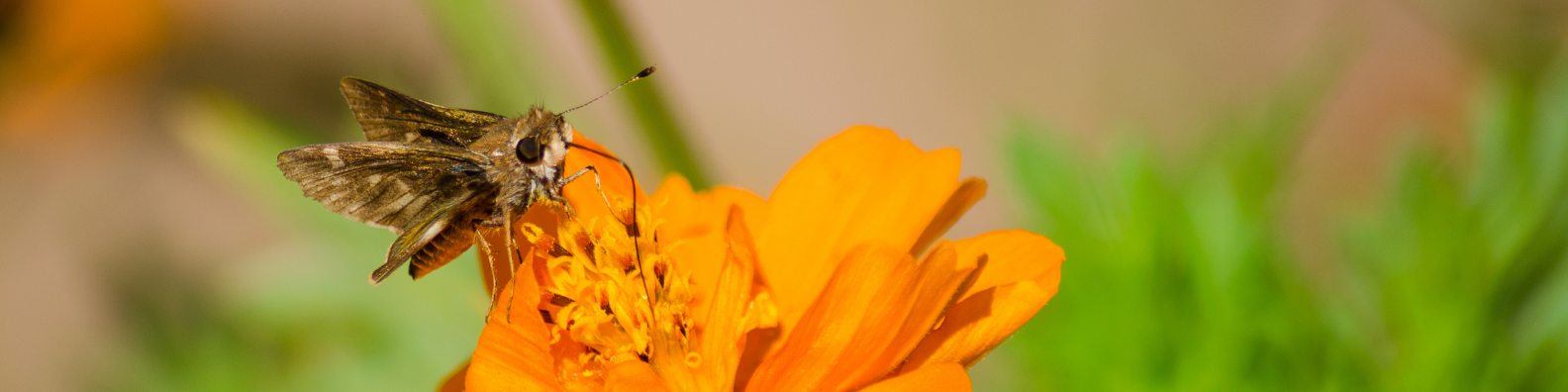 Happy National Moth Week from AWES! – AWES | Agroforestry and Woodlot ...