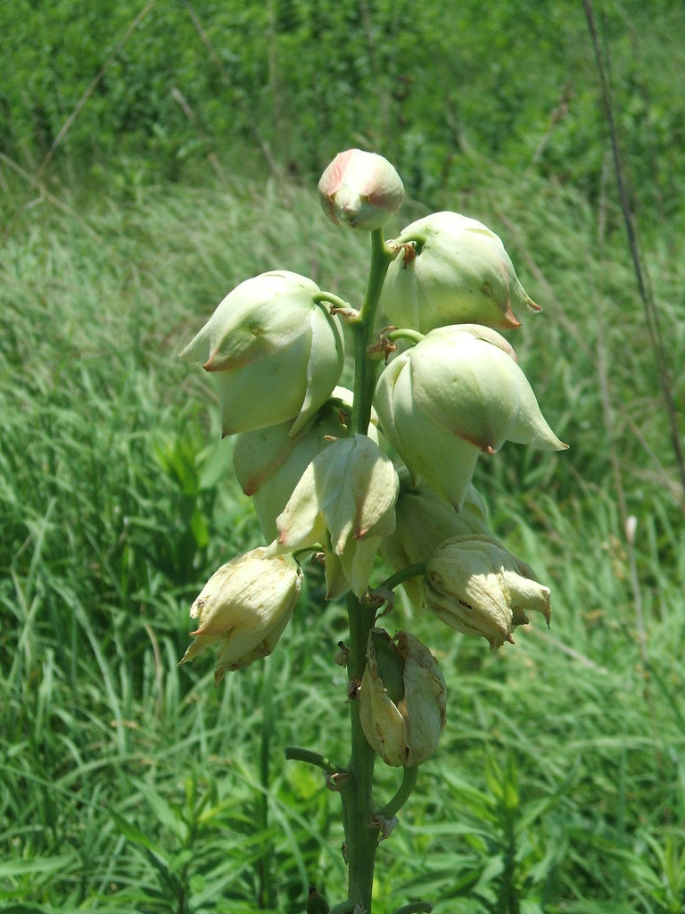 Help Clean Up Canada’s Endangered Species List With Some Soapweed, AKA ...