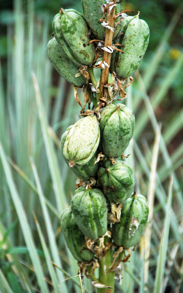 Help Clean Up Canada’s Endangered Species List With Some Soapweed, AKA ...
