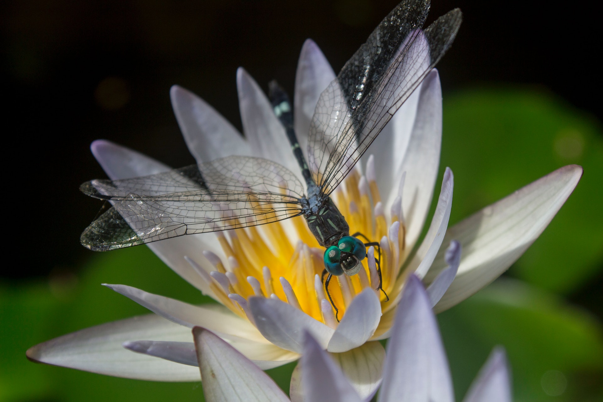 One Of The Great Bioindicators: The Dragonfly – AWES | Agroforestry and ...