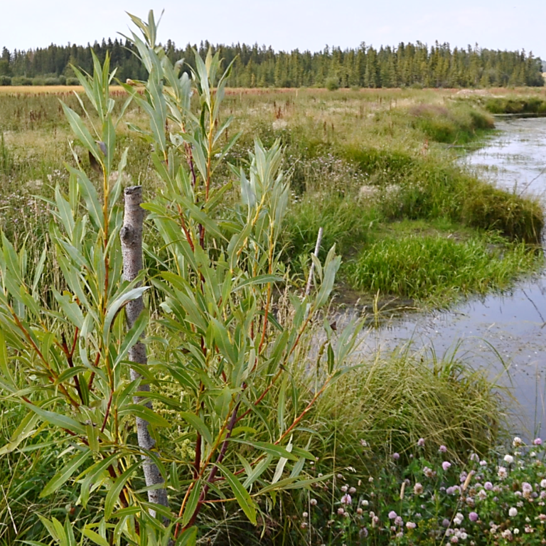 AWES | Agroforestry and Woodlot Extension Society of Alberta