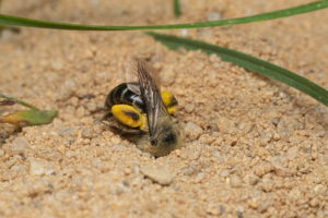 Supporting Our Native Bee Species